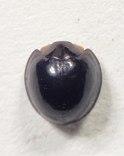 Lady Beetle: Chilocoris nigrita (Coccinellidae) USA Coleoptera Insect ...