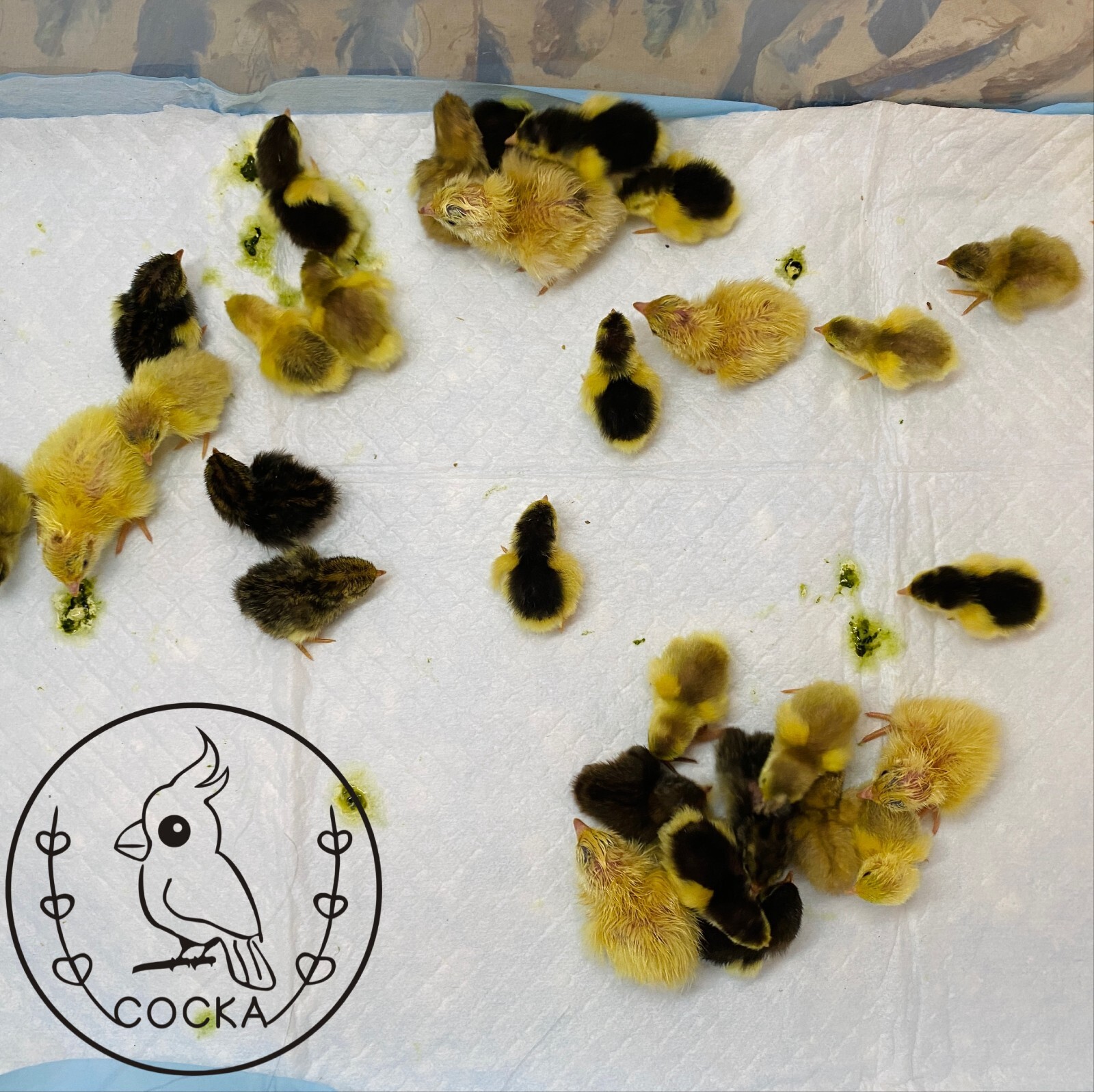 6 Button Quail Hatching Eggs (Temporarily out of stock) Free Shipping ...