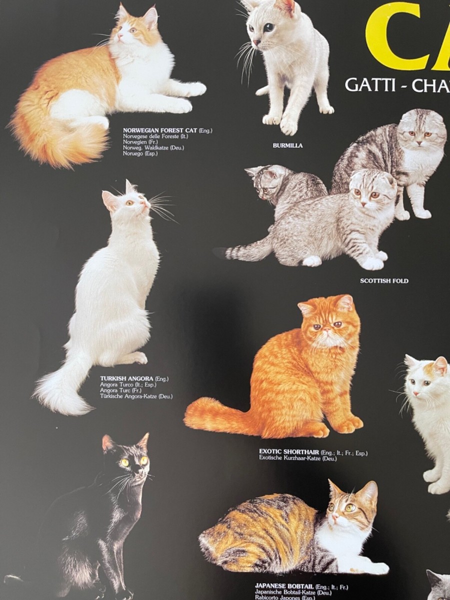 Cat Breed Chart Browse Cat Breeds | Types Of Cats | Breed Library By