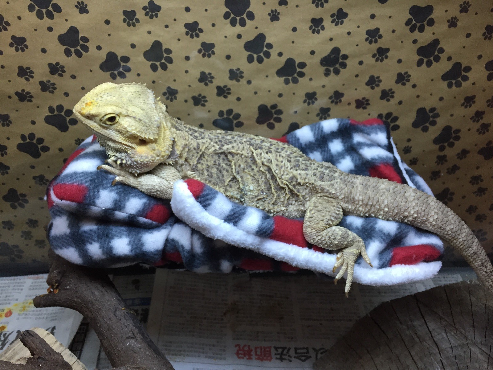 PLAID PRINT DESIGN1 LRG BED SOFTCOVERS SET/ NO ATTACH FRAME BED 4 ...