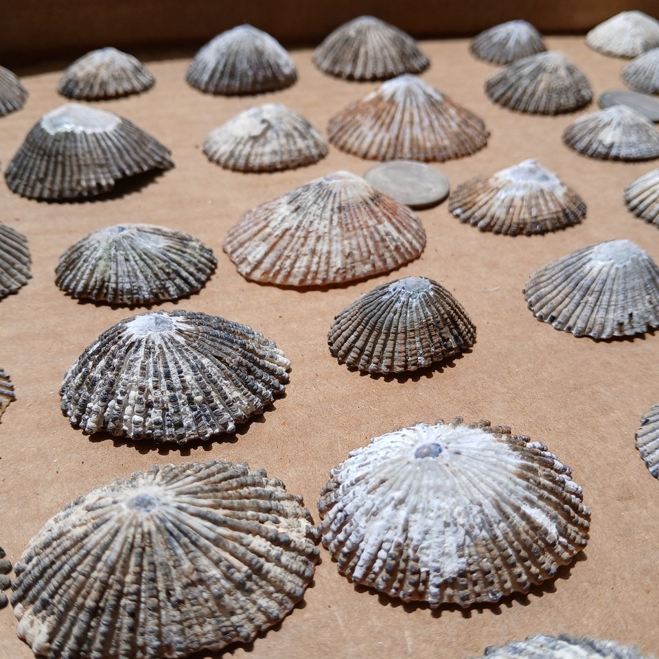 Hawaiian Opihi Limpet 42 Sea Shells | eBay