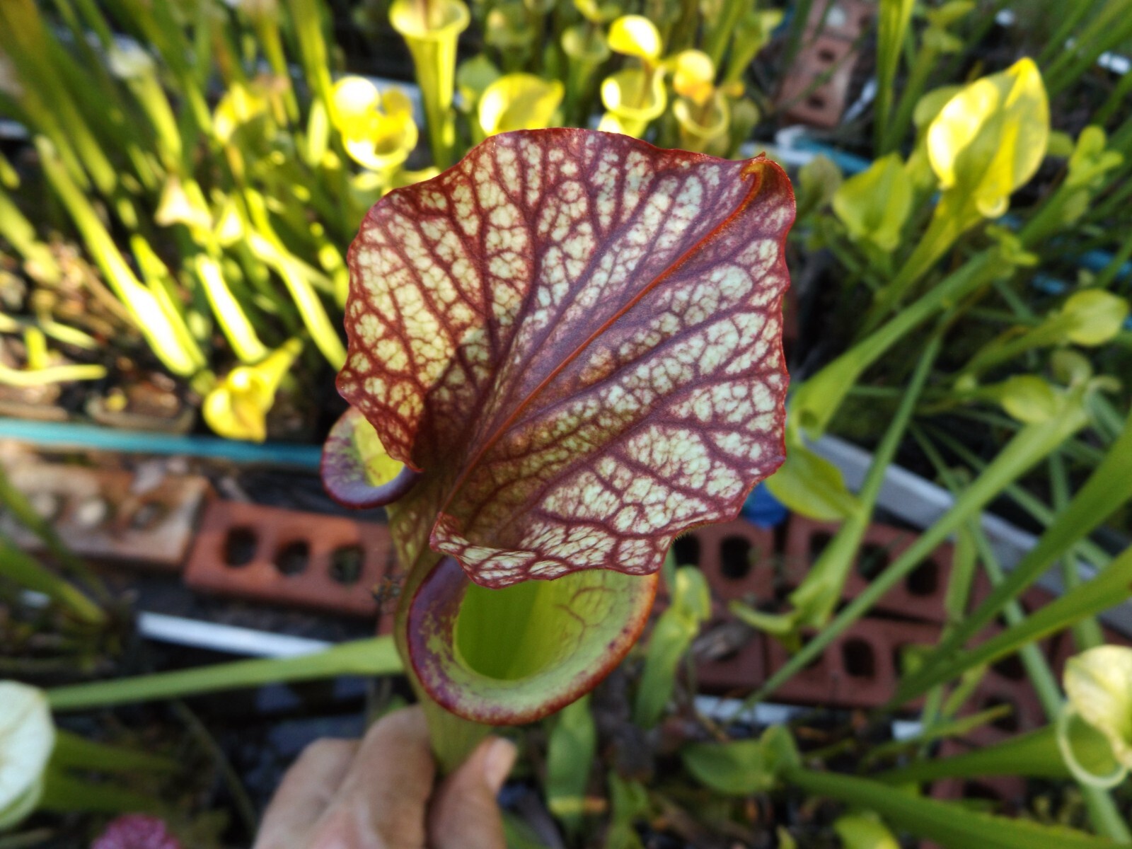 Sarracenia Saurus x Leuco Red stripe throat carnivorous plant | eBay