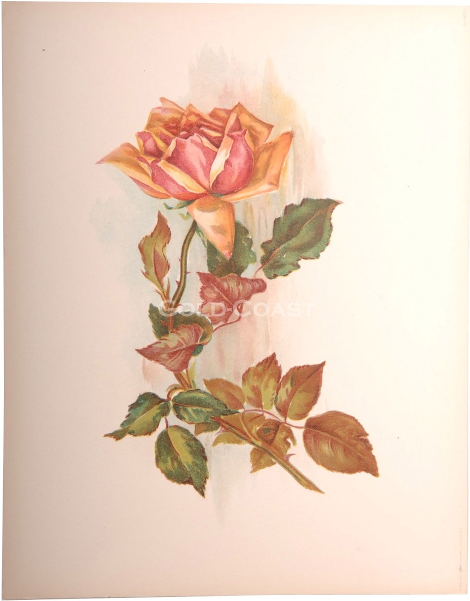 'Red Rose' 1909 Victorian Color Litho 10x13 Print - Chromolithograph | eBay