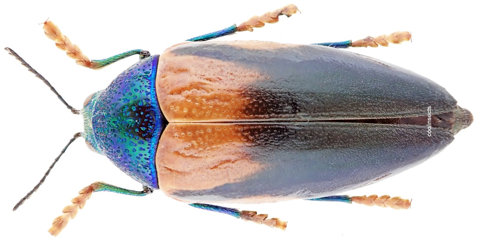 Insect - BUPRESTIDAE Sternocera sp.(??)- Tanzania - M/F 40~45mm ...