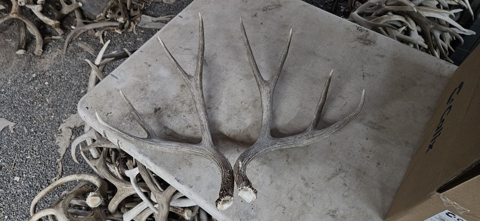 Nice Set Of Mule Deer Shed Antlers Horns Elk Moose Rack | eBay