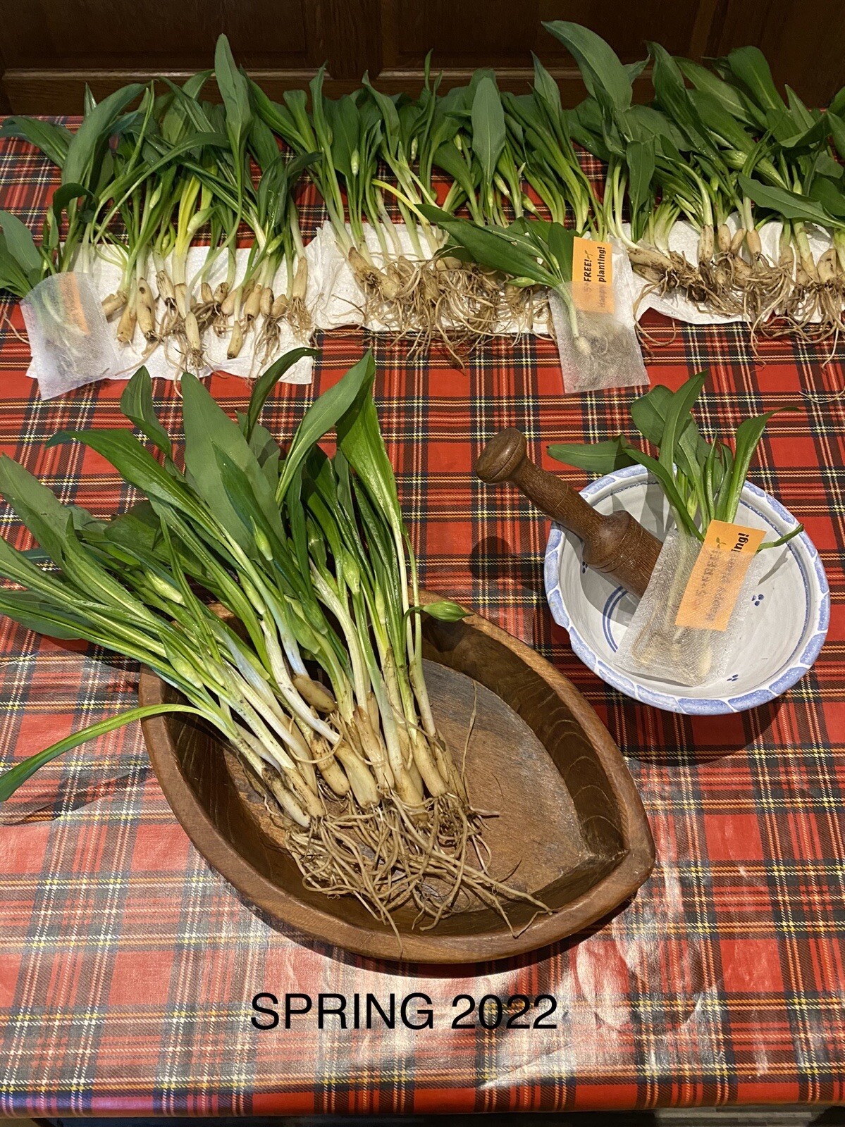 35+ WILD GARLIC BULBS Freshly Lifted! Organic Excellent Quality&Size 💯 ...