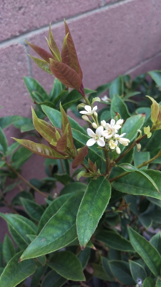 Sweet Olive (Osmanthus Fragrans) Live plants | eBay