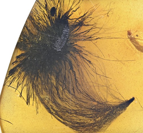 Two Dandelion seeds, Fossil inclusion in Burmese Amber | eBay