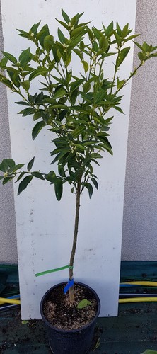 Citrus x clementina 'Marisol' greffé sur FA5 / Clementine / Conteneur ...