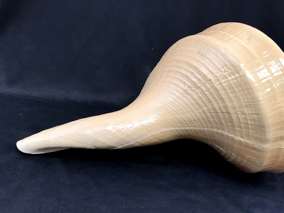 Beautiful Large Seashell, Conch Sea Shell, Australian Trumpet, Giant ...