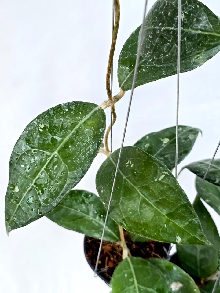 Hoya fish bone [2n6j011] 2 pots, 2 plants, 20-22 inches Rare!!! | eBay