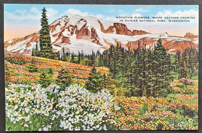 Mt Rainier WA White Heather Wildflowers Linen Postcard Asahel Curtis | eBay
