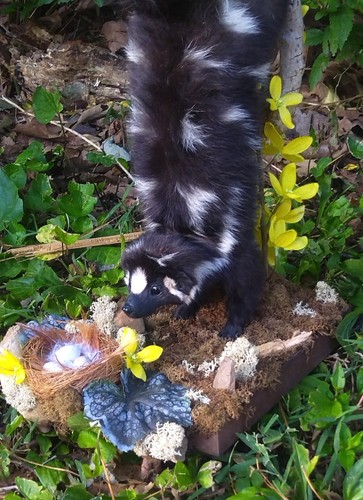 TAXIDERMYSPOTTED SKUNK/SQUIRREL SIZE/STANDING MOUNT/NO ODOR/FOX/BIRD ...