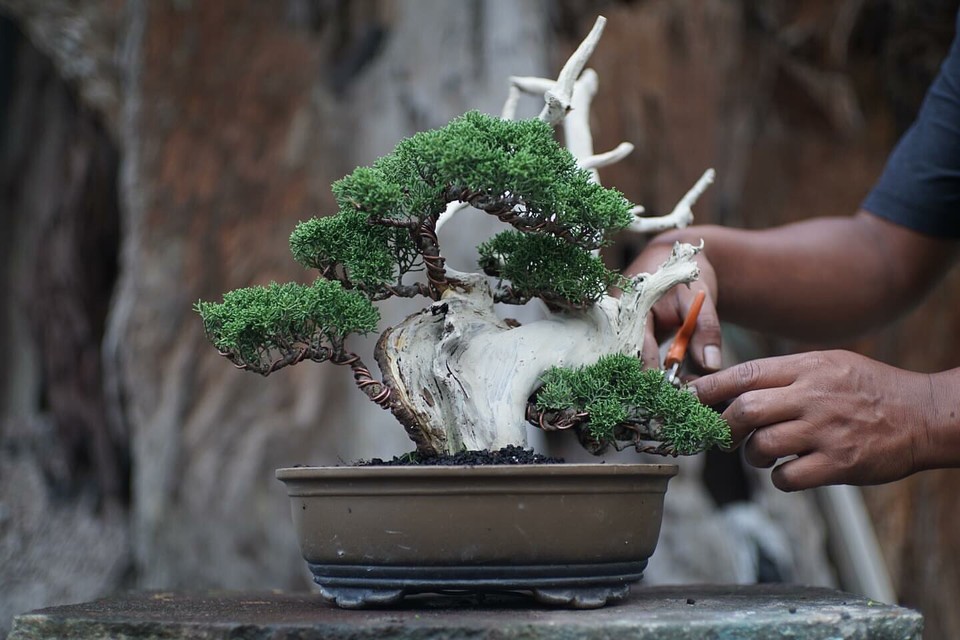 Bonsai Juniperus Sargentii Tanuki | Bonsai Tree | Bonsai Unique ...