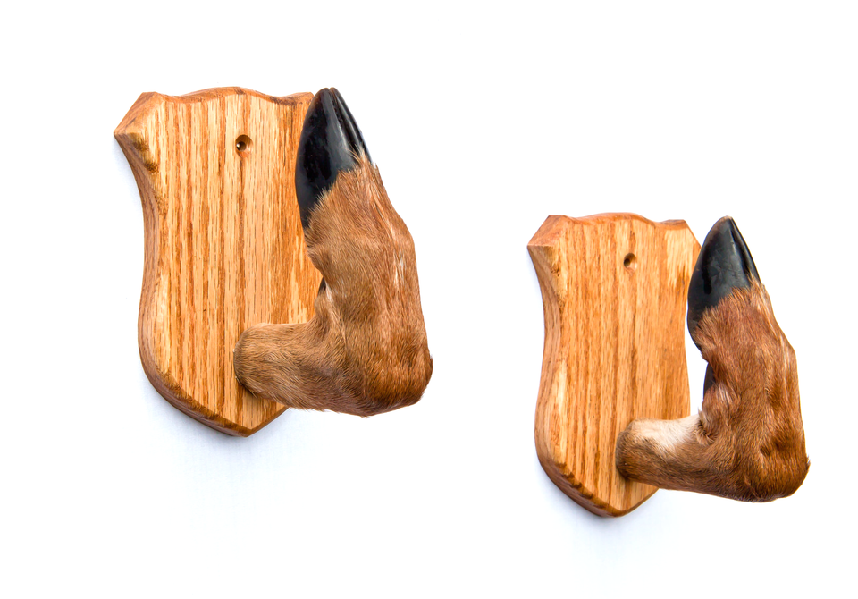 Taxidermy Deer Hoof Foot Feet Gun Rack on Oak Plaques Gunrack | eBay