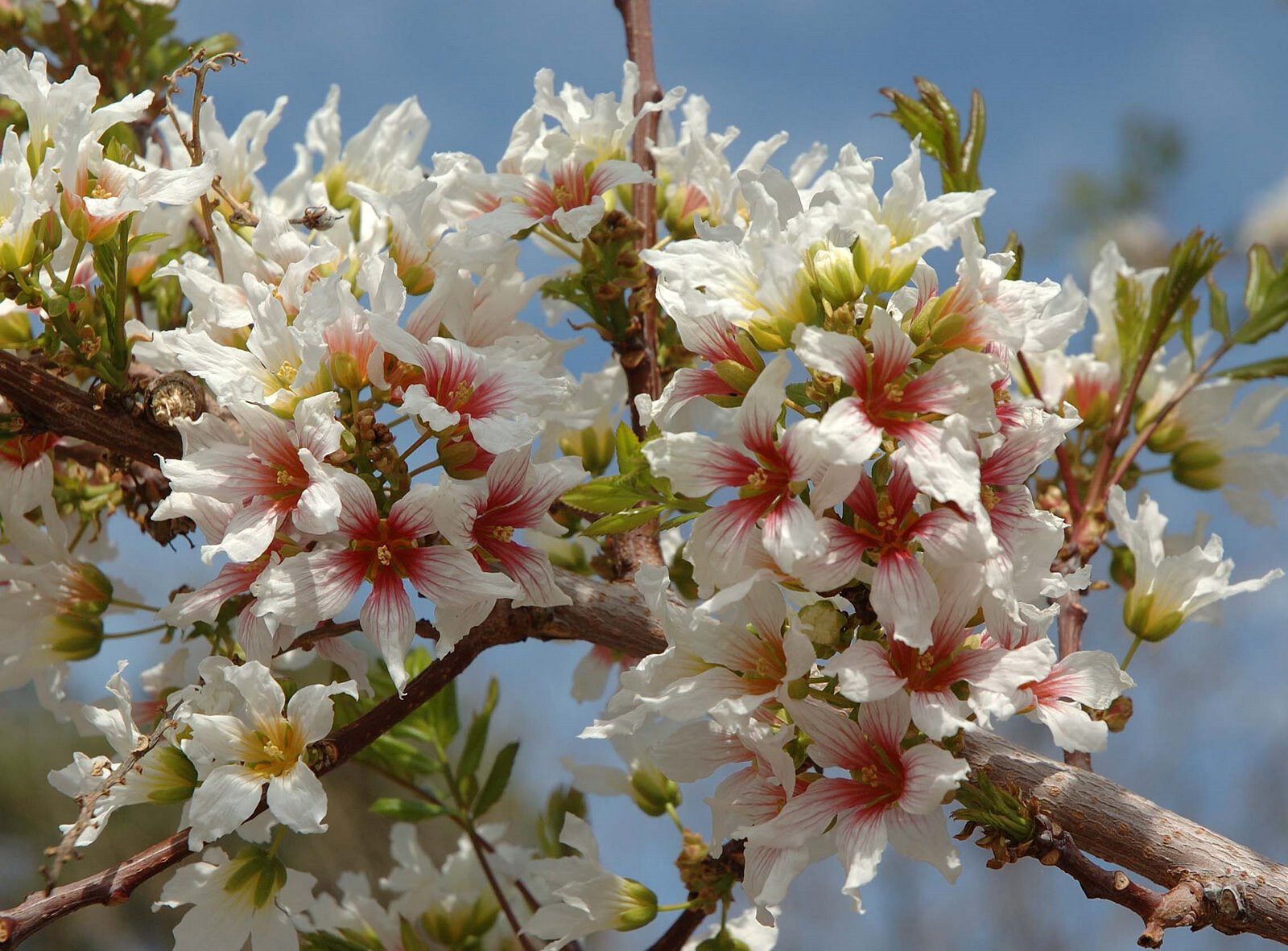 Yellowhorn Xanthoceras sorbifolium, Tree Seeds (Showy Flower, Fall ...