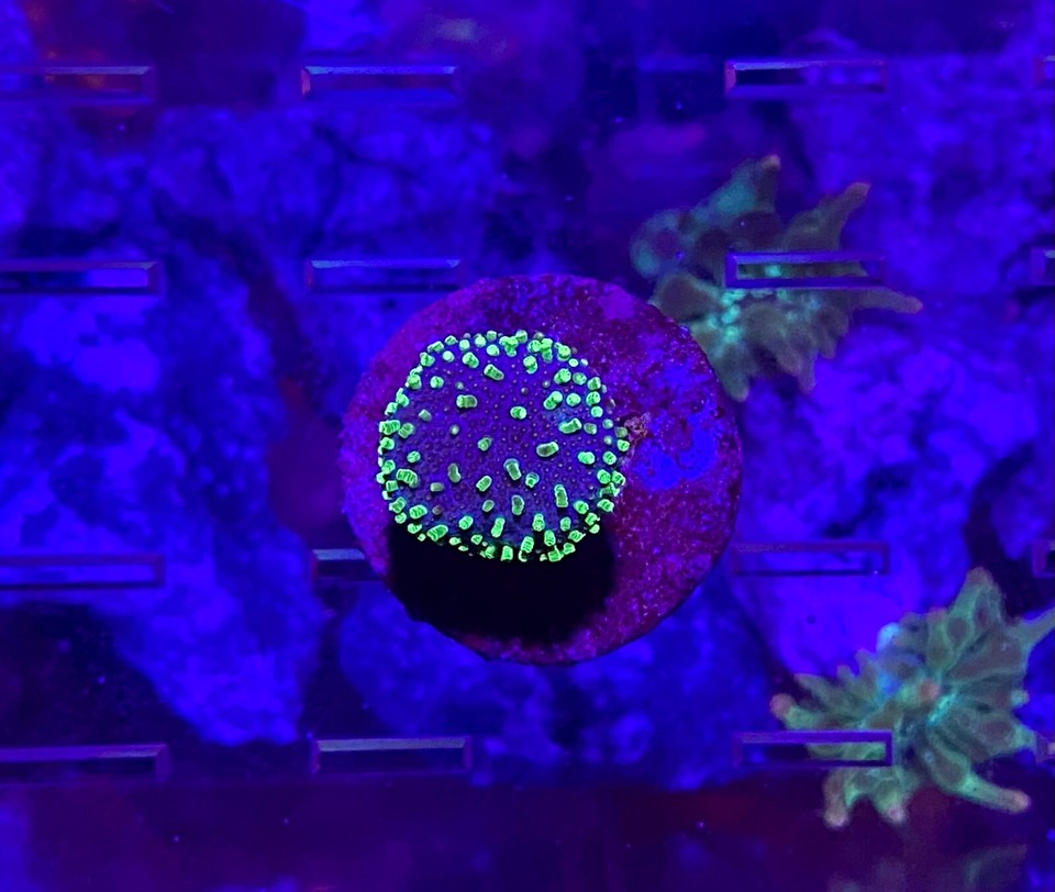 Neon Green Toadstool Leather - Very Easy Soft Live Coral Frag Reef ...
