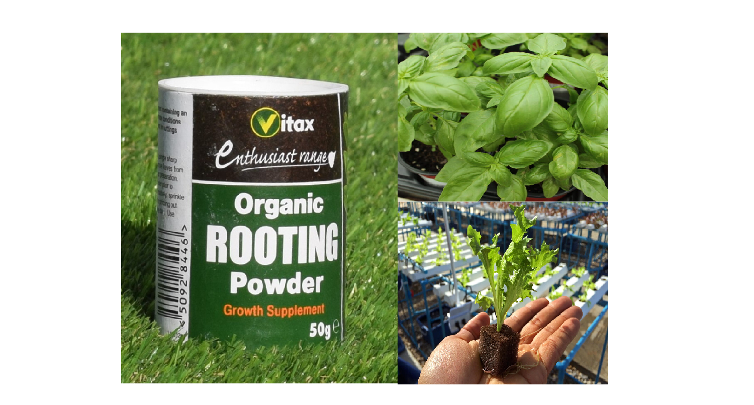 x2 Natural Vitax Organic Rooting Powder Plant Hormone Strong Healthy ...