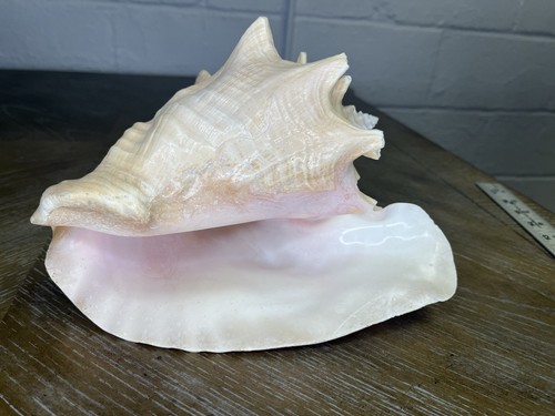 Large Pink Queen Helmet Conch Shell Horned 9"-10" Nautical Beach House ...