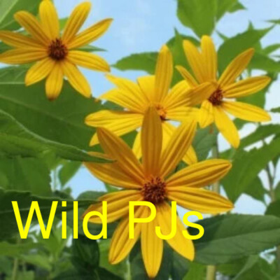 Sunchoke Tubers - Variety Wild PJ's - Helianthus tuberosa - Sunroot | eBay