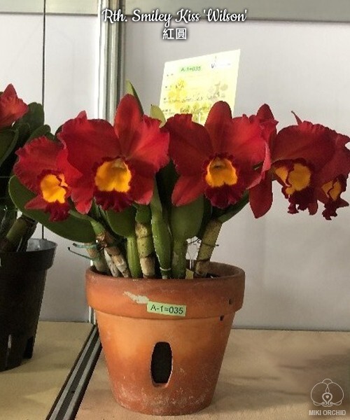 Rth. Smiley kiss wilson 35$ 4ich miniature | eBay