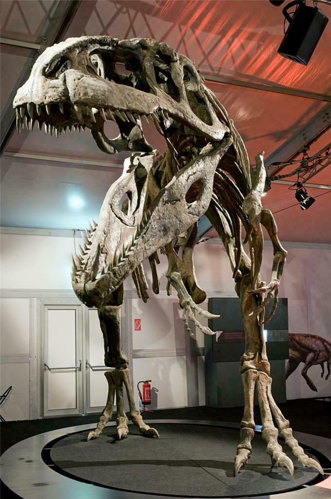 Esqueleto De Dakosaurus 🦖 Dryosaurus Altus Dinosaur