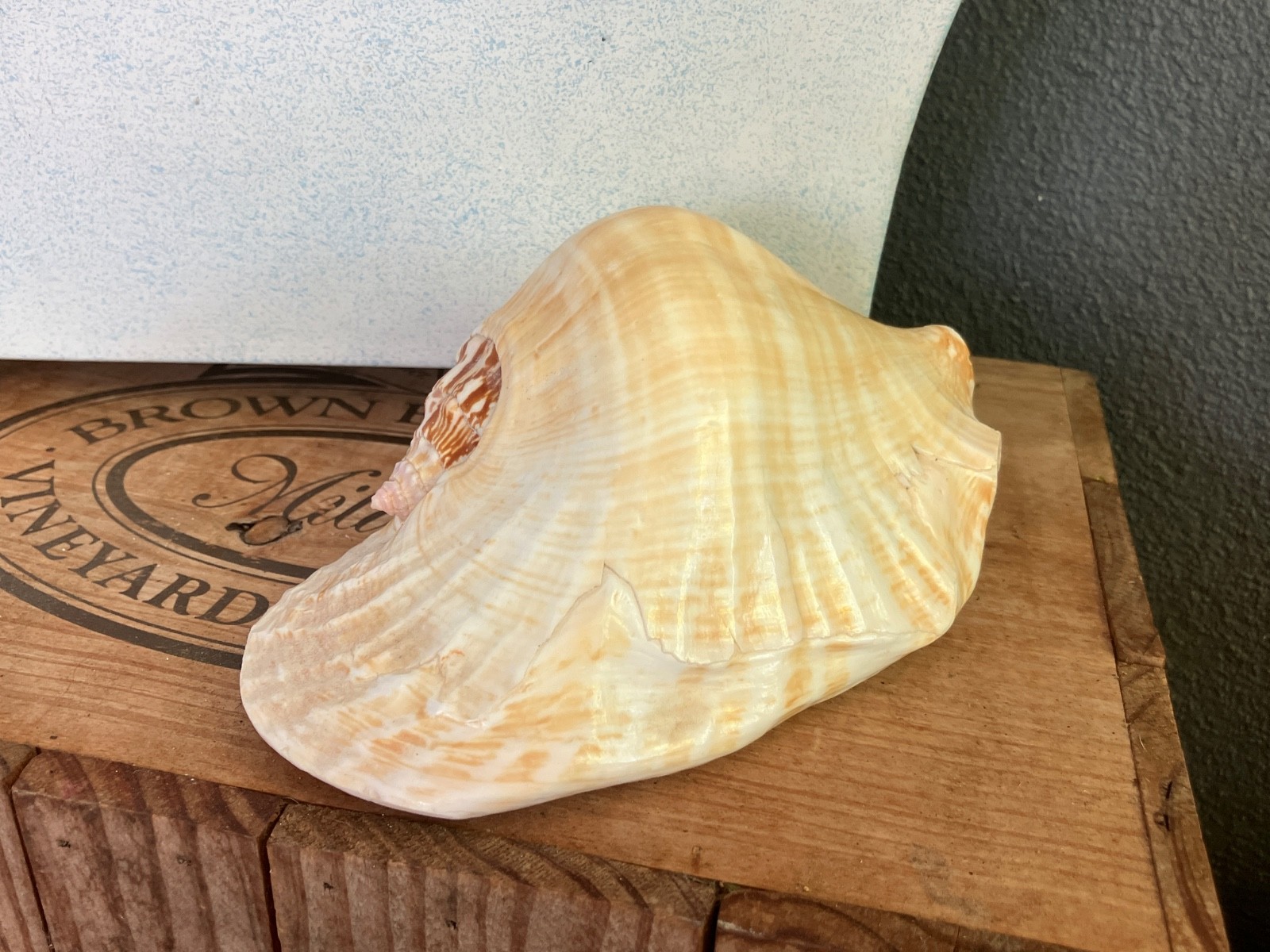 Vintage conch type of large sea snail shell. 15.5cm x 12cm | eBay