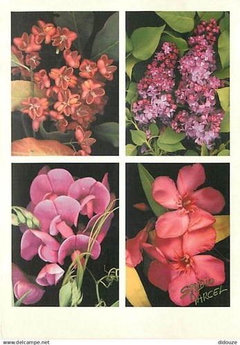Fleurs - CPM - Voir Scans Recto-Verso | eBay