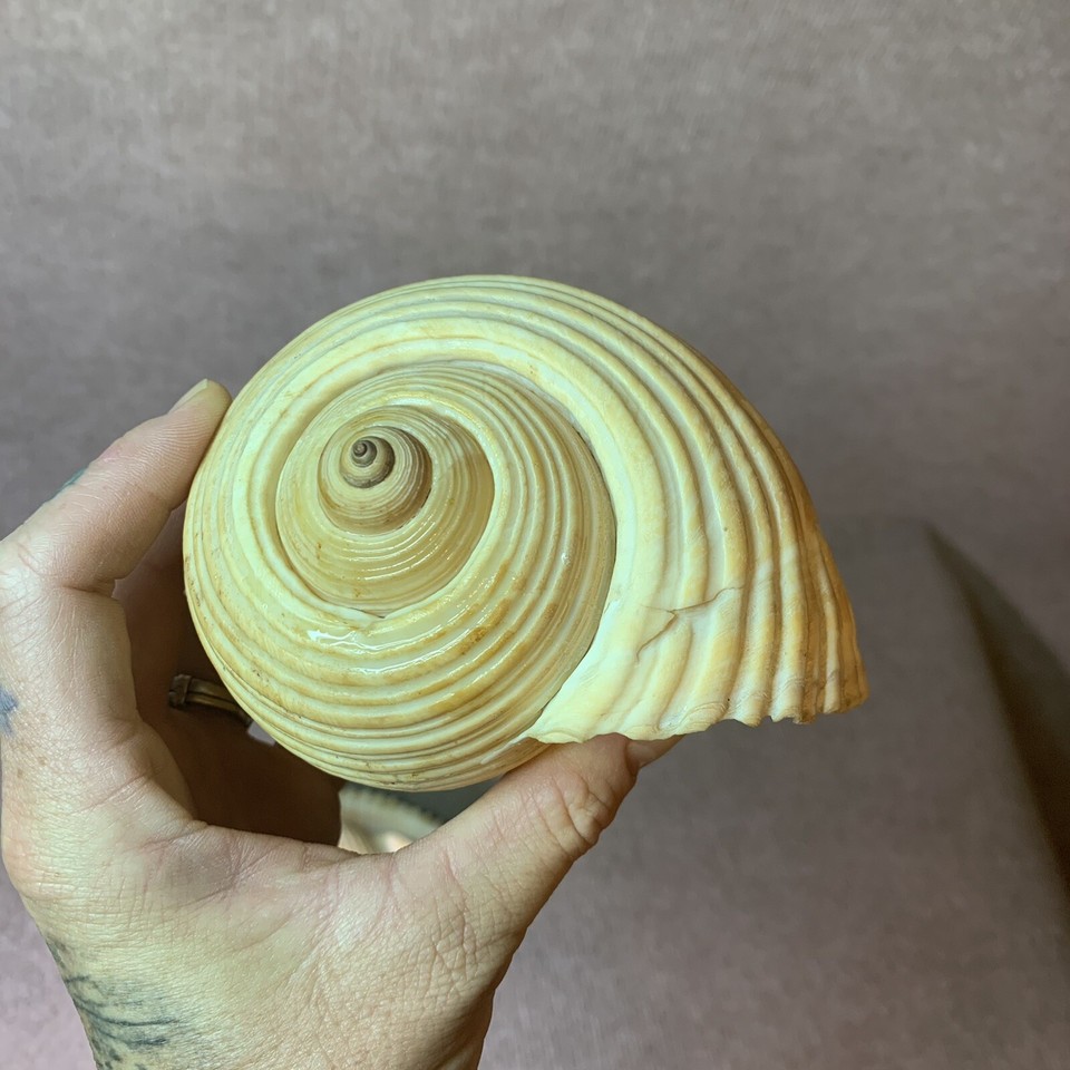 Seashell Sea Shell Large Cream 6" x 5" Coastal Ocean Nautical Beach ...