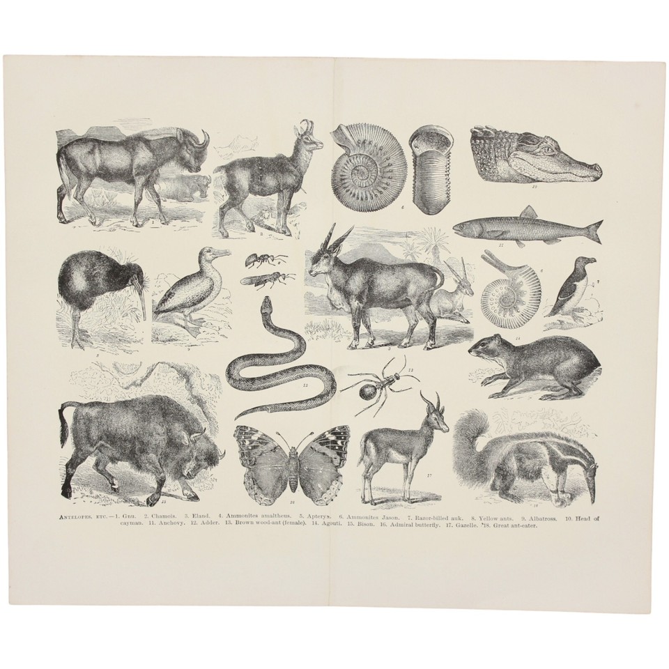 1891 ANIMAL LINE DRAWINGS GNU ANT-EATER ALBATROSS CAYMAN ANT VICTORIAN ...