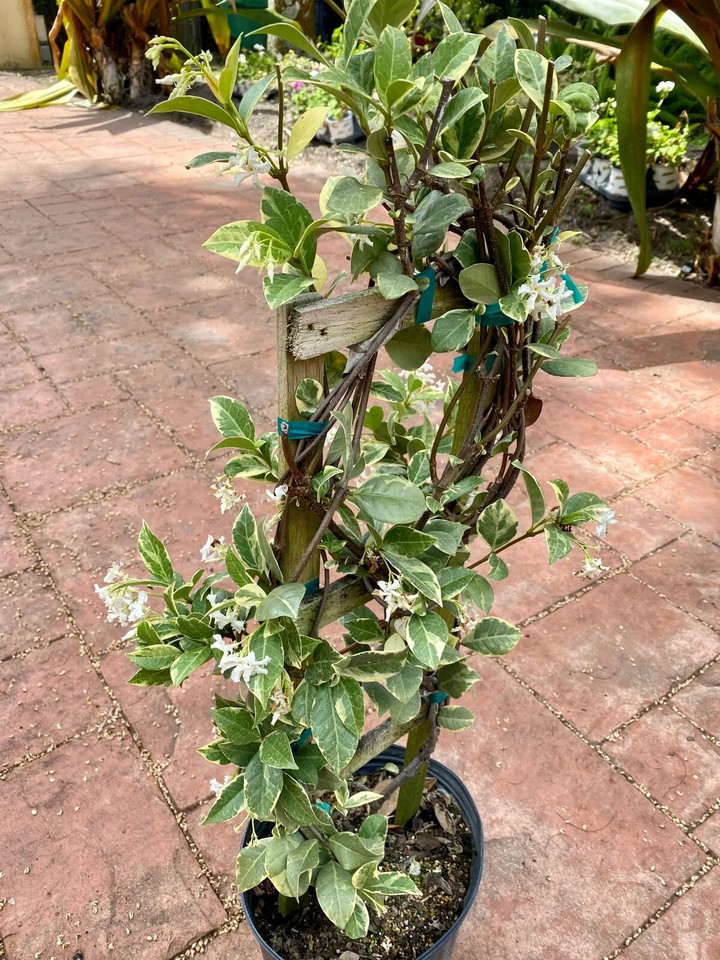 Variegated Confederate Jasmine~~Trachelospermum jasminoides~ROOTED ...