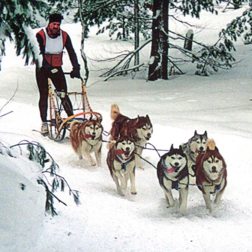 Postcard Dog Sledding MI Winter Pastimes in Michigan's Upper Peninsula ...