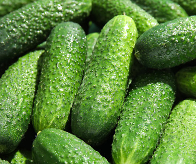 3x Cucumber Gherkin – Piccolo Di Parigi Organic Plug Plants! READY NOW ...