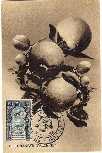 Algeria Old Maxi Postcard Les Oranges D'Algerie | eBay