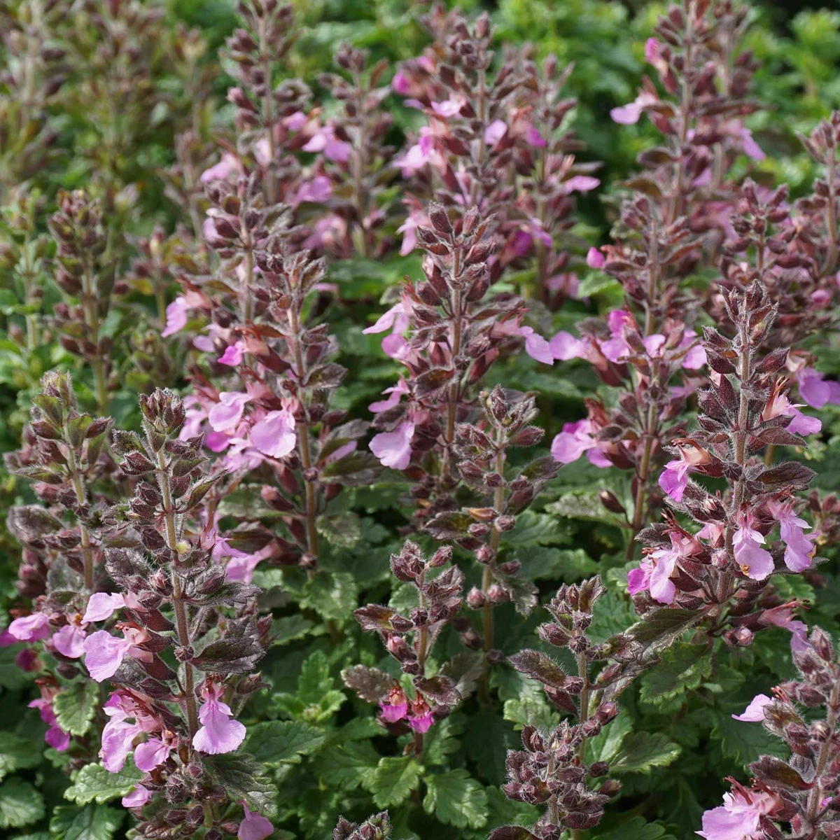 Germander Herb