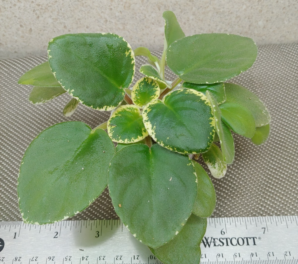 African Violet Plant - Mac's O'Scarlett O'Hara ~ Red pansy. semi, 2-n-1 ...