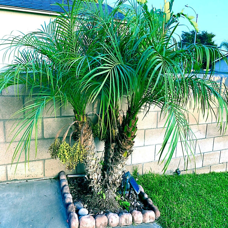 Dwarf Pygmy Date Palm Tree Seeds (Phoenix roebelinii) Great Indoor ...