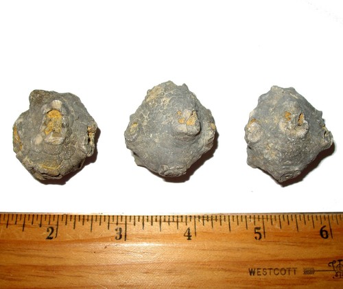 Mississippian Carboniferous Amphoracrinus gigas Rare crinoid fossil ...