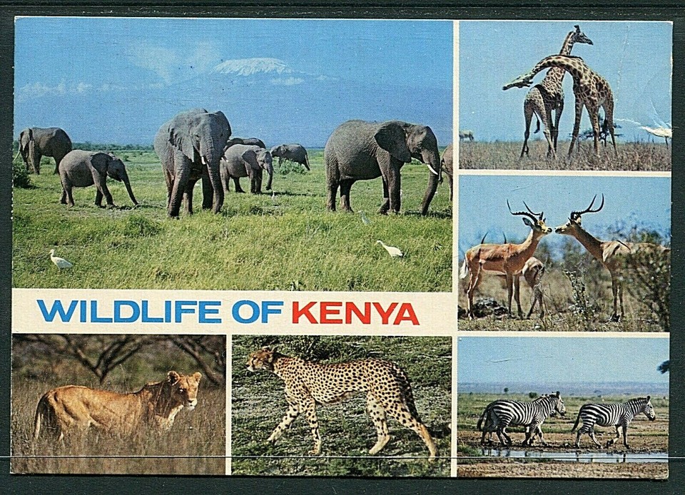 Kenya 1981 postcard Nairobi to UK | eBay