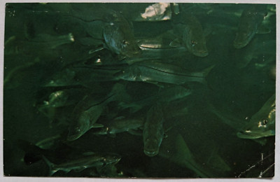 Homosassa Springs Attraction Florida Snook Fish Underwater Observatory ...