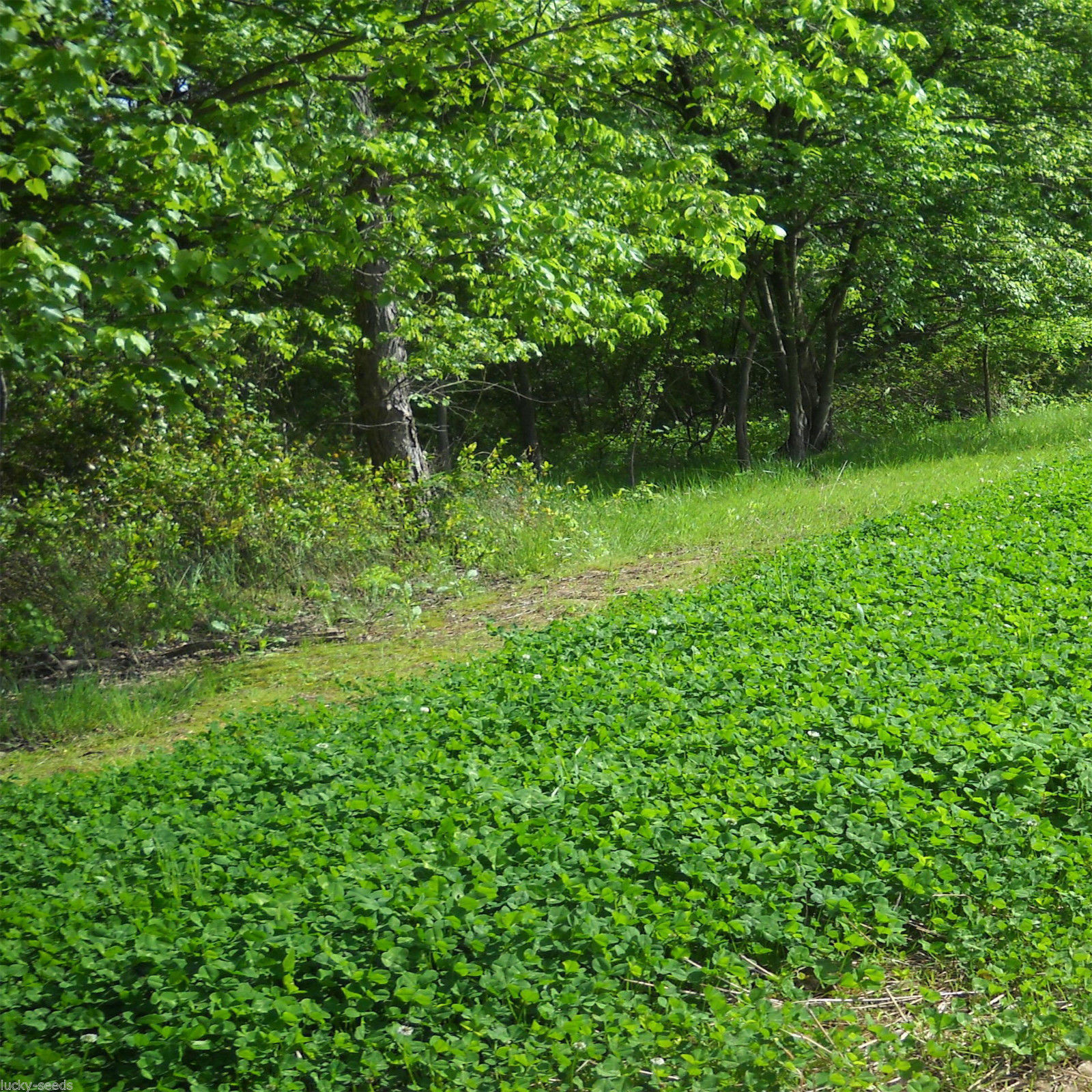 (On Backorder) Pennington Patriot White Clover "Advantage" Seed - 1 Lb ...
