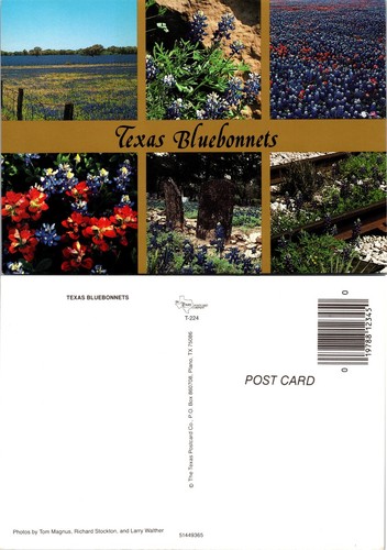 Continental Texas Bluebonnets Texas Postcard | eBay