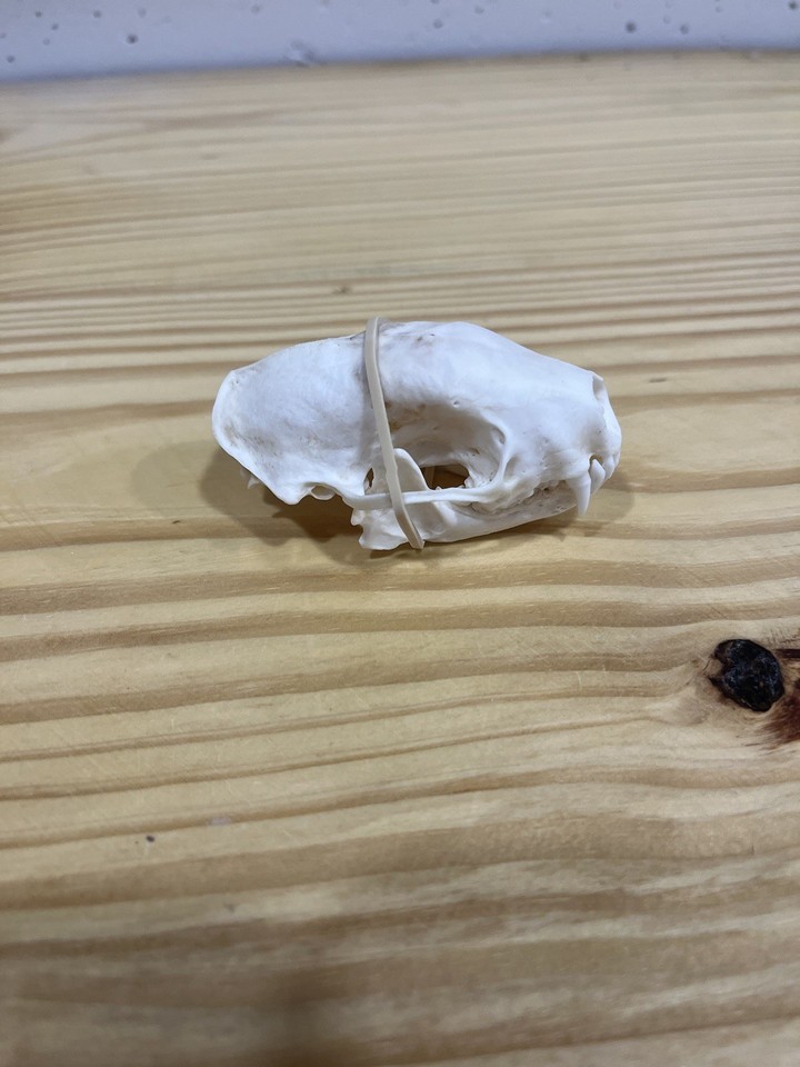 Real Animal Skull For Sale - Striped Skunk Skull | eBay