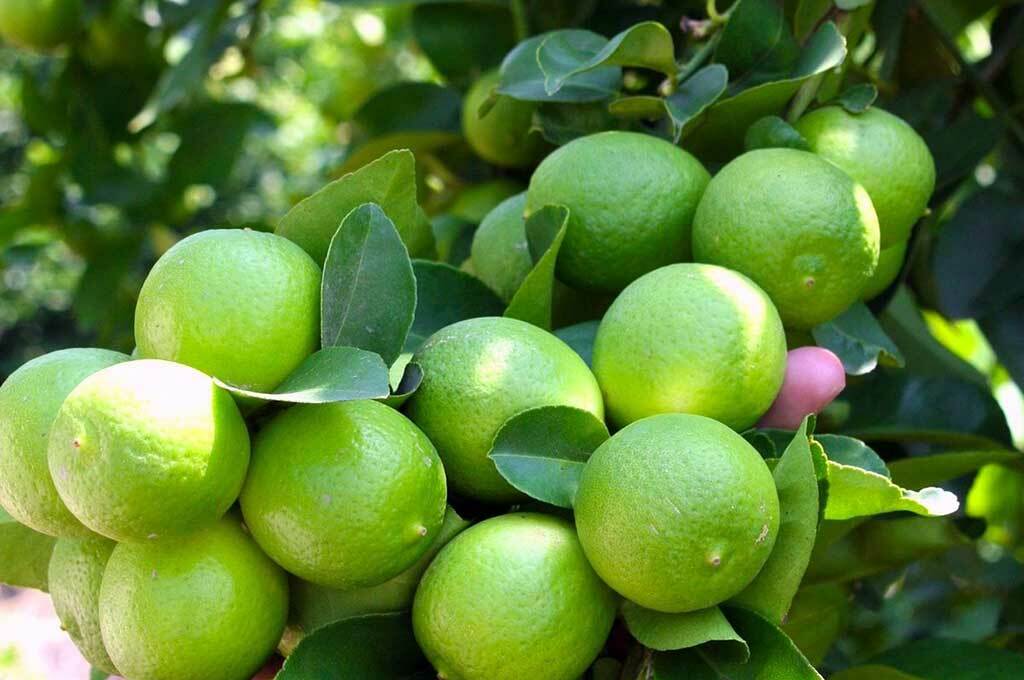 LEMON OF PUERTO RICO 6''to 12'' LIVE TREE | eBay