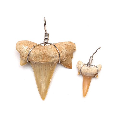 Mini Shark Teeth Marine Biology Science Teaching Specimen Decoration ...