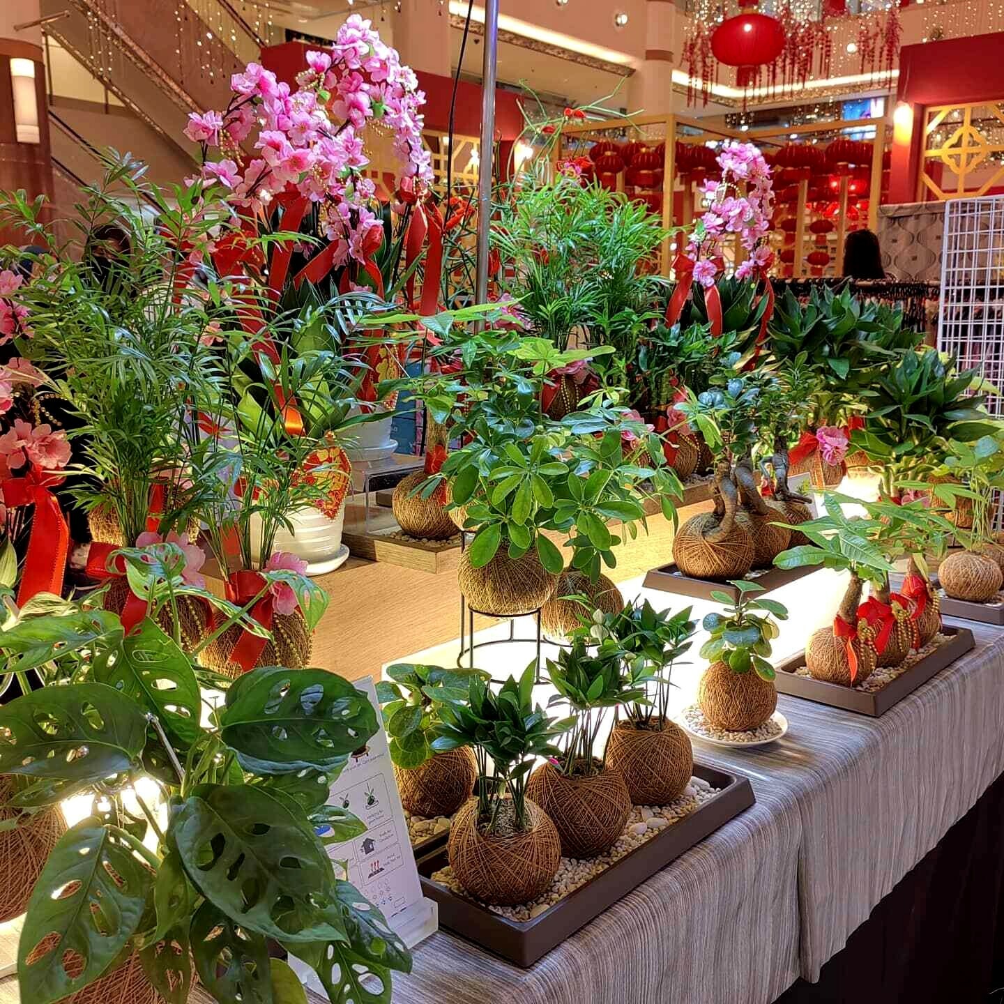 Bonsai Kokedama Balls "NEW Handmade" Garden Planter Pots Small/Medium ...