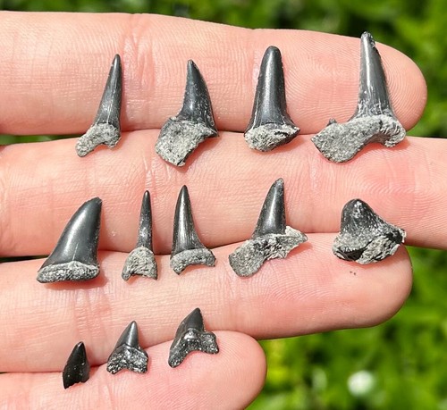 NICE Texas Fossil Sharks Teeth LOT Squalicorax Ptychodus etc Cretaceous ...