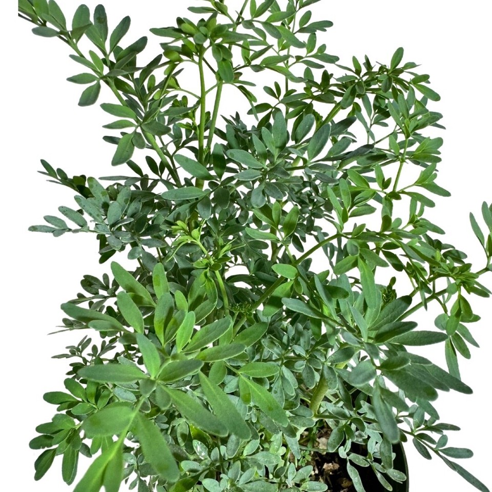 Rue Plant Ruda Herb Live Rue- 4 inch pot | eBay