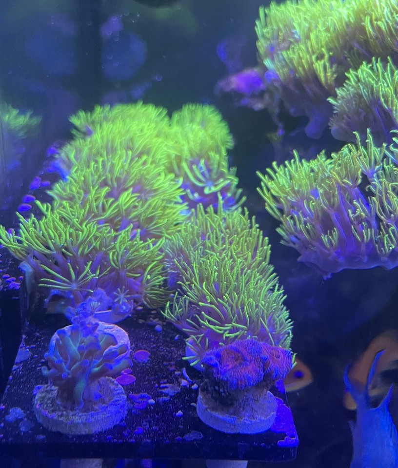 🔆🟩ULTRA NEON Green Star Polyp GSP Soft Coral Beginner Grass not SPS LPS ...
