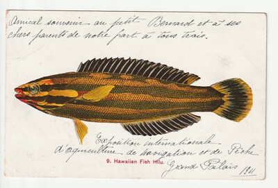 ANIMAUX - Poissons Fish - Hawaiian Fish Hilu | eBay